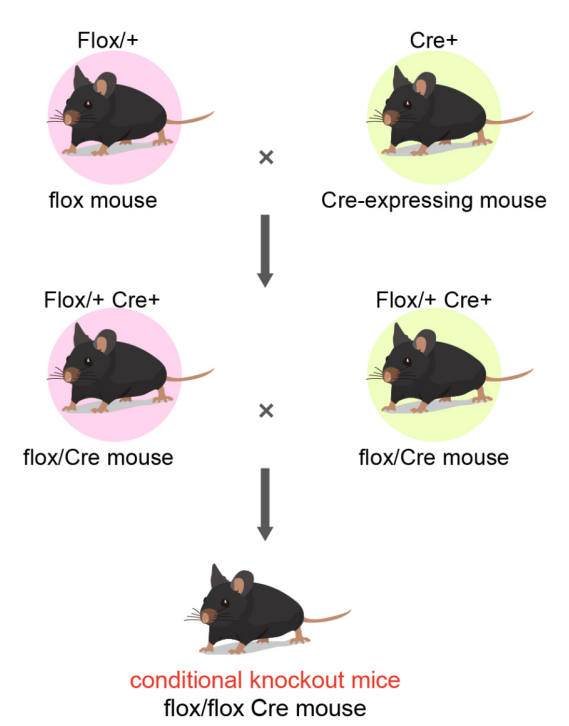 コンディショナルノックアウト（cKO）マウスの応用と作製技術｜サイヤジェン株式会社(Cyagen)