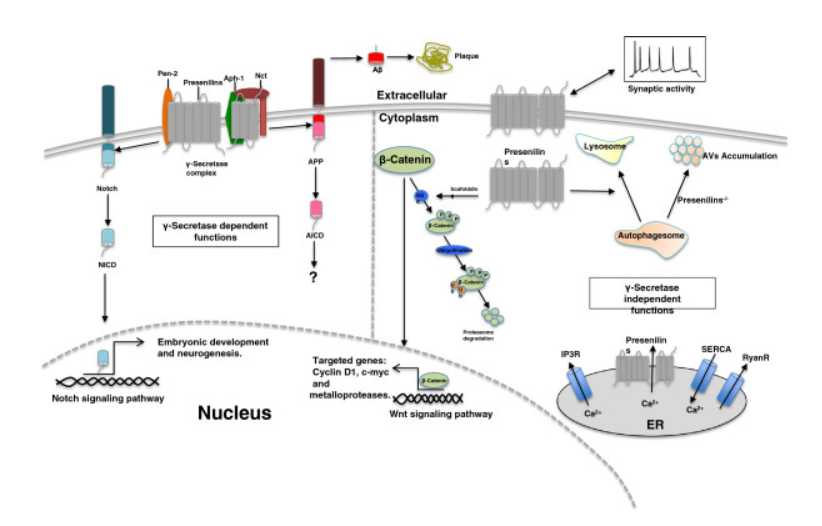 アルツハイマー病の原因遺伝子PSEN1｜サイヤジェン株式会社(Cyagen)