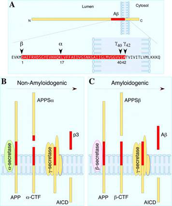 アルツハイマー病研究—ラットモデル | サイヤジェン株式会社(Cyagen)