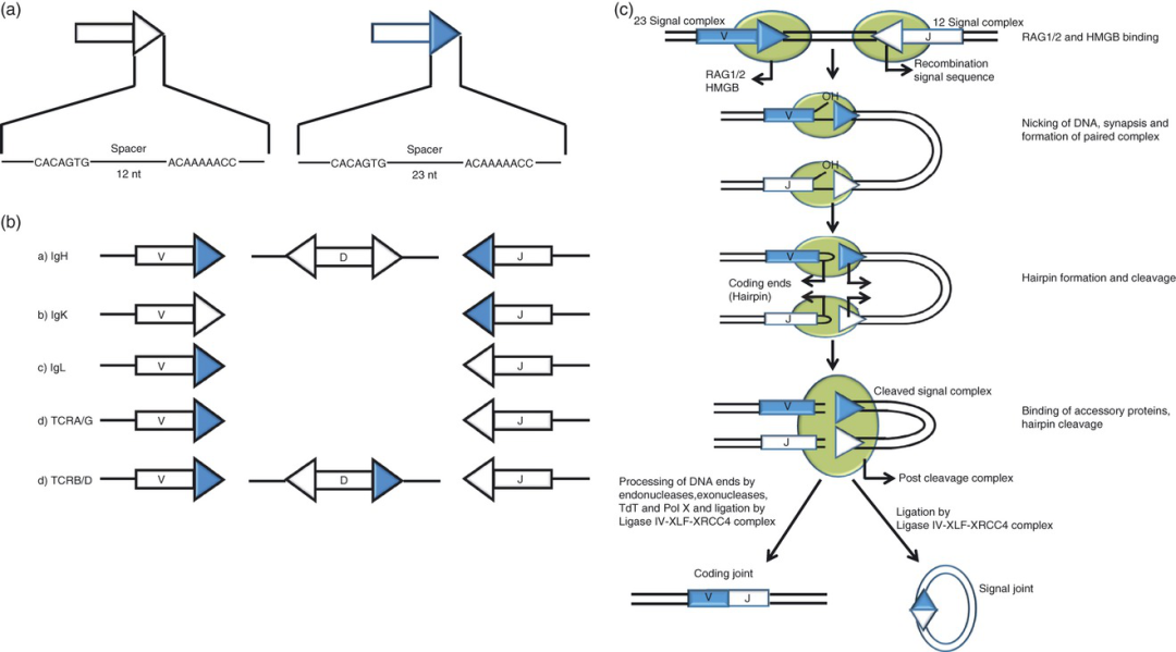 リンパ細胞V(D)J再配列に不可欠な遺伝子―Rag1、Rag2| サイヤジェン株式会社 (Cyagen Japan)