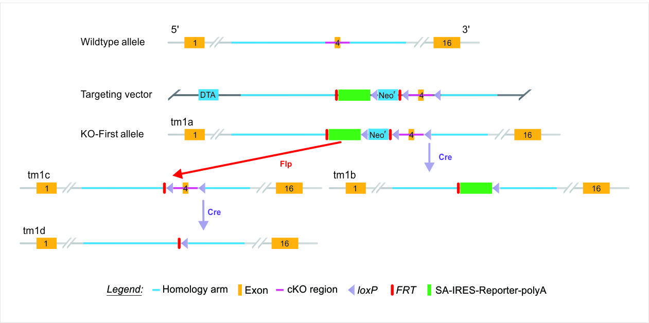KO-First: A Tool for Studying Gene Function Across the Mammalian Genome ...