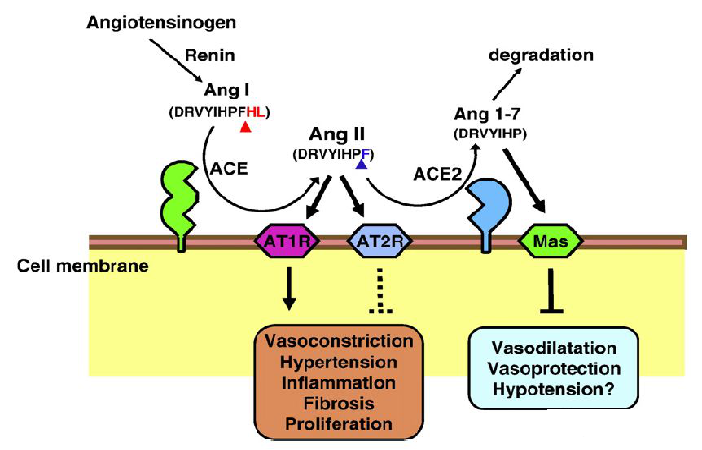 新型コロナウイルスに関連したACE2は一体どんなものでしょうか？ | サイヤジェン株式会社(Cyagen)