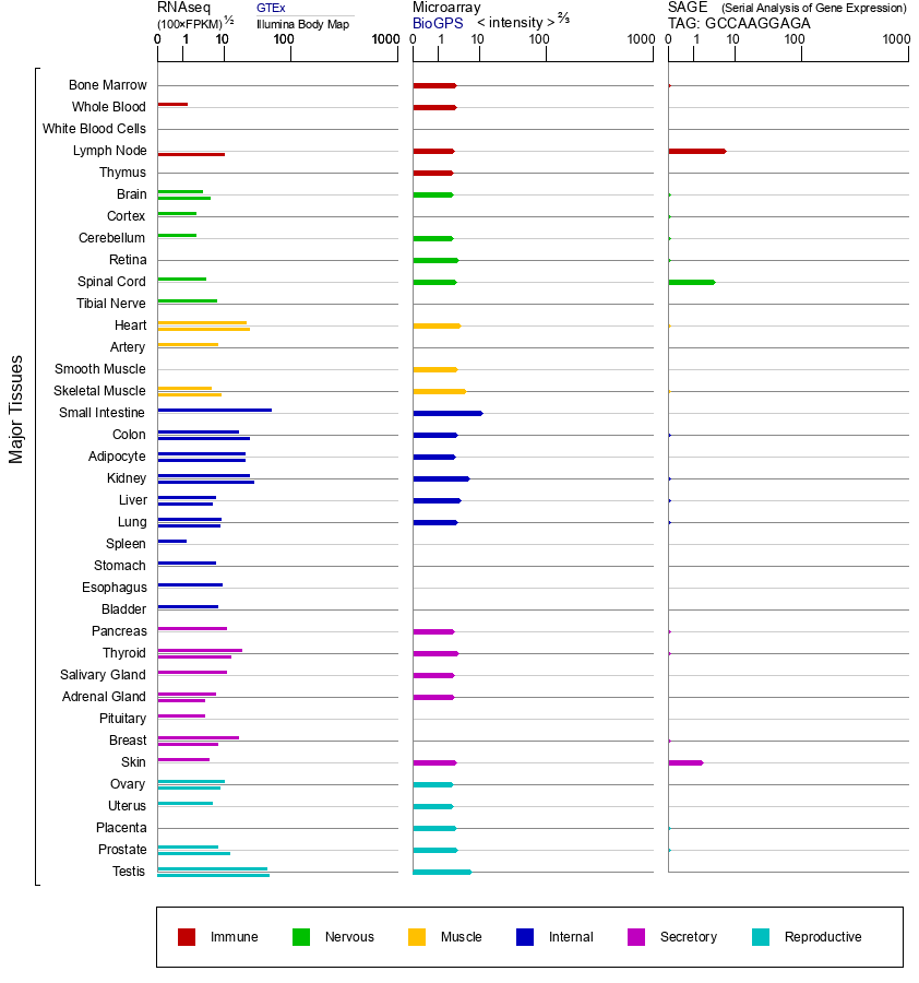 新型コロナウイルスに関連したACE2は一体どんなものでしょうか？ | サイヤジェン株式会社(Cyagen)