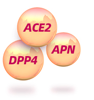 ACE2、DPP4受容体マウスモデル | サイヤジェン株式会社(Cyagen)